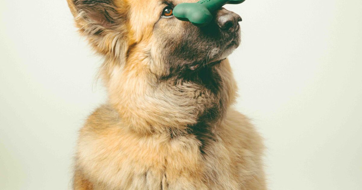 Custom dog toys | Branded dog products with your… | Anthem Branding
